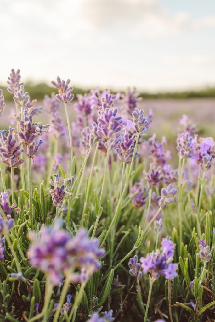Visiting the UK’s largest lavender farm – Castle Farm in Kent | Chris ...