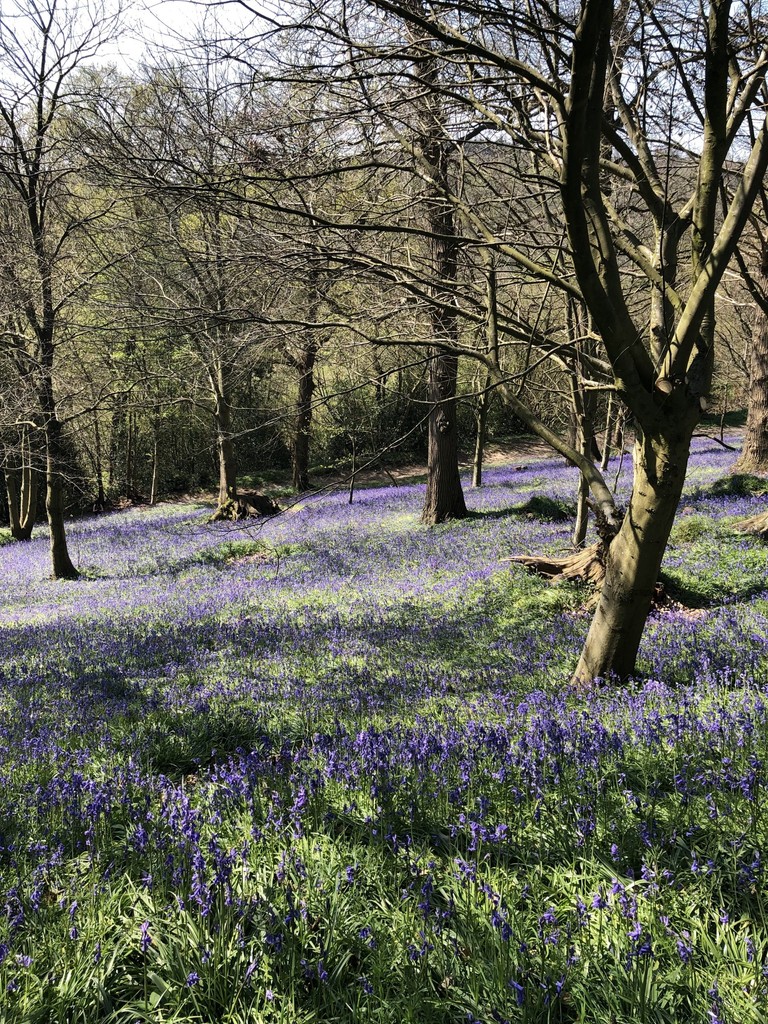 Where to find bluebells at the National Trust this Spring | Chris ...