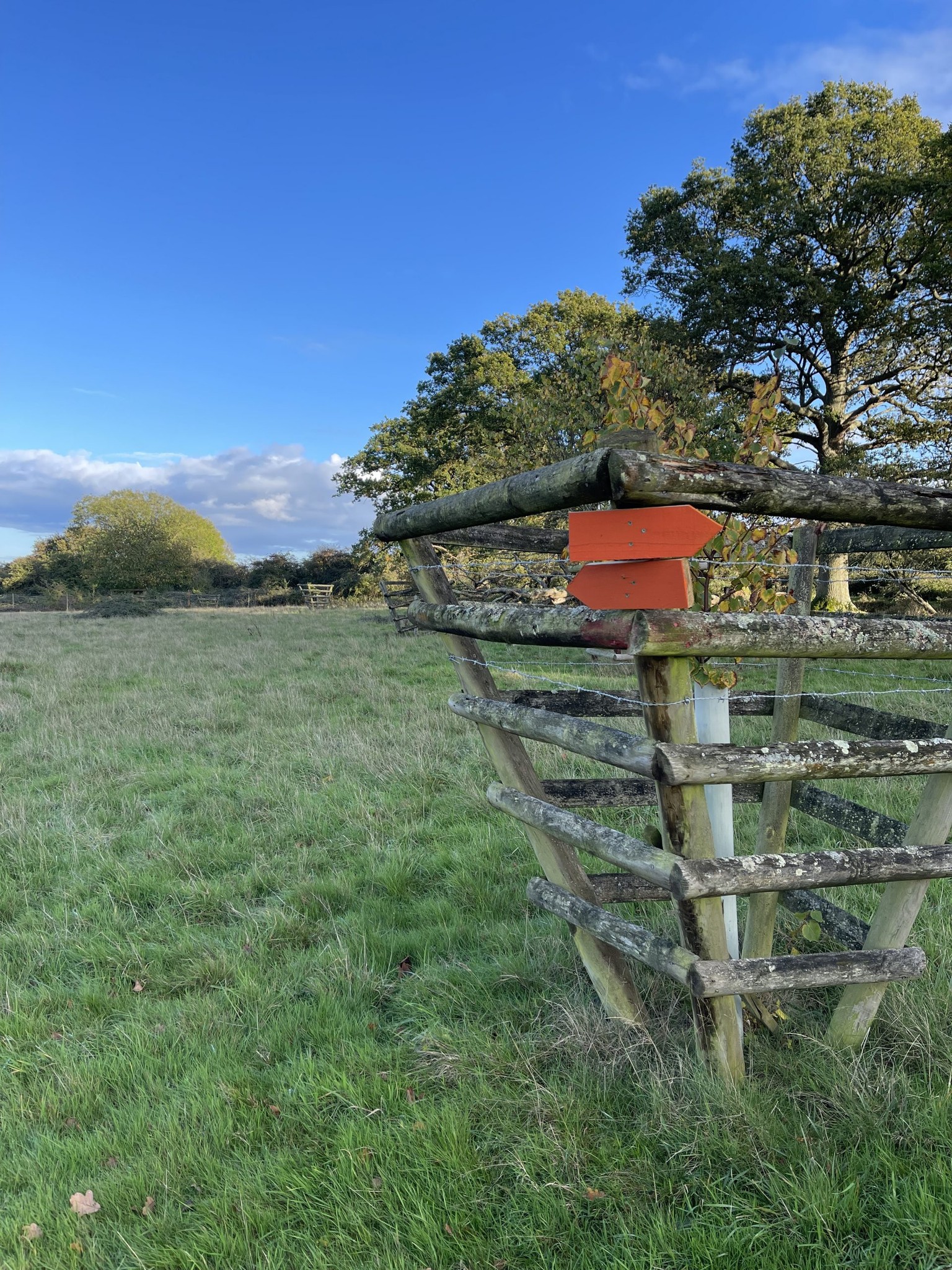 Walking at Knepp Rewilding Project, Sussex | Chris & Suze Go Walkies