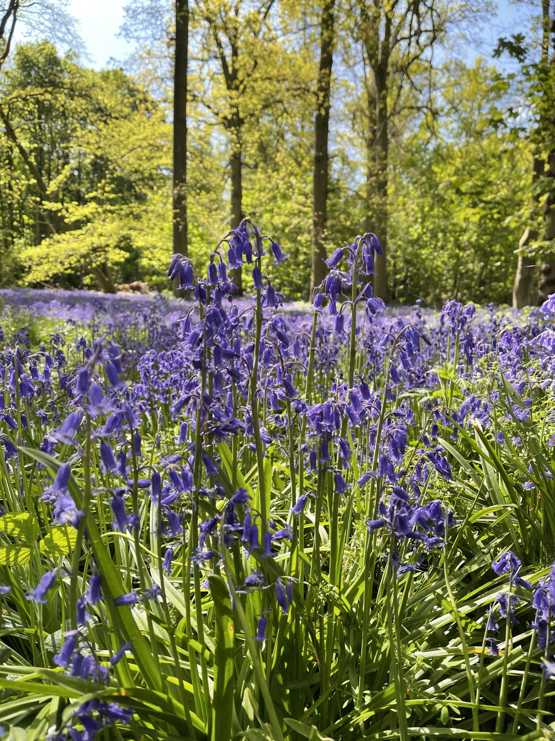 Where to find bluebells at the National Trust this Spring | Chris ...