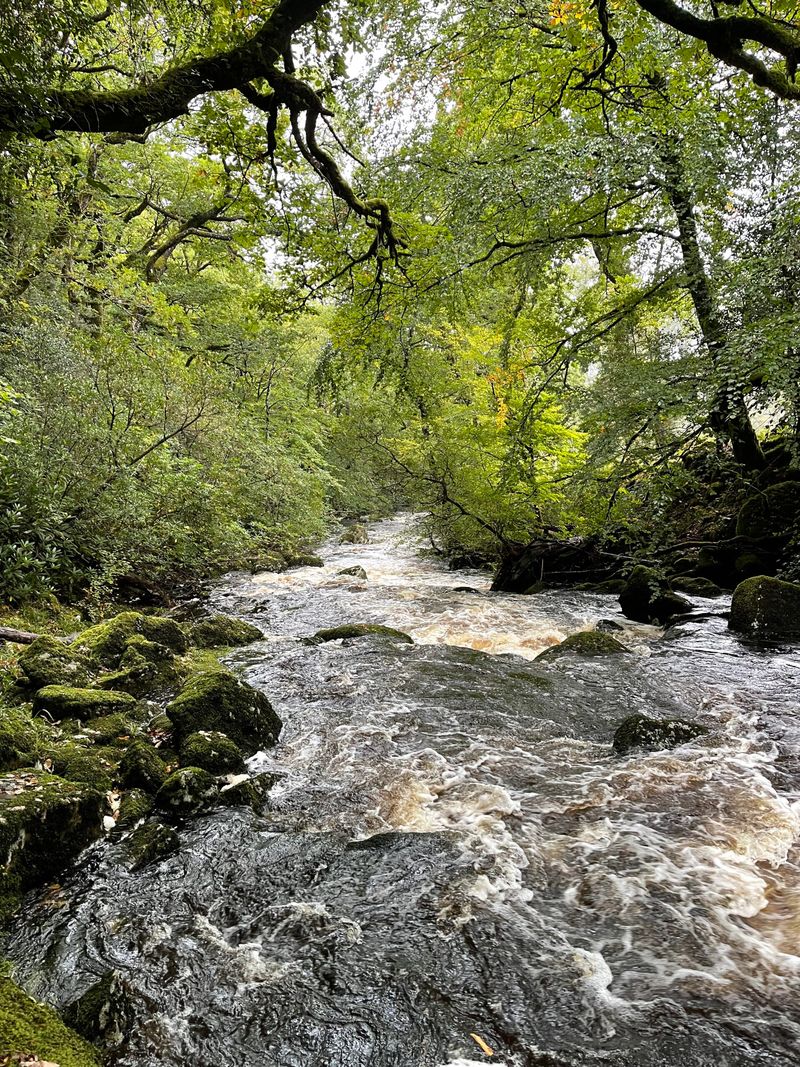 Scorhill and Gidleigh loop | Chris & Suze Go Walkies