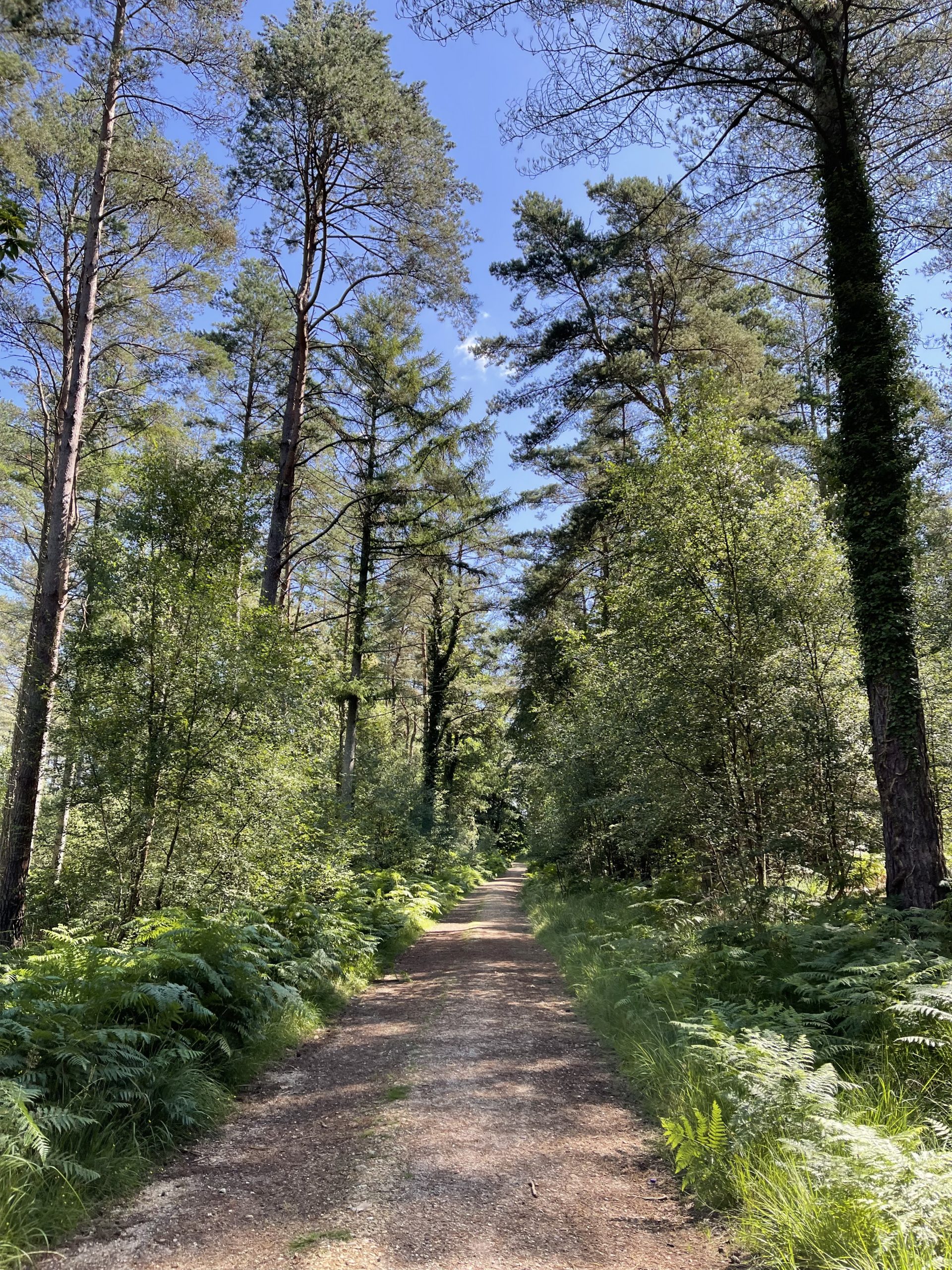 Ashurst Wood, New Forest | Chris & Suze Go Walkies