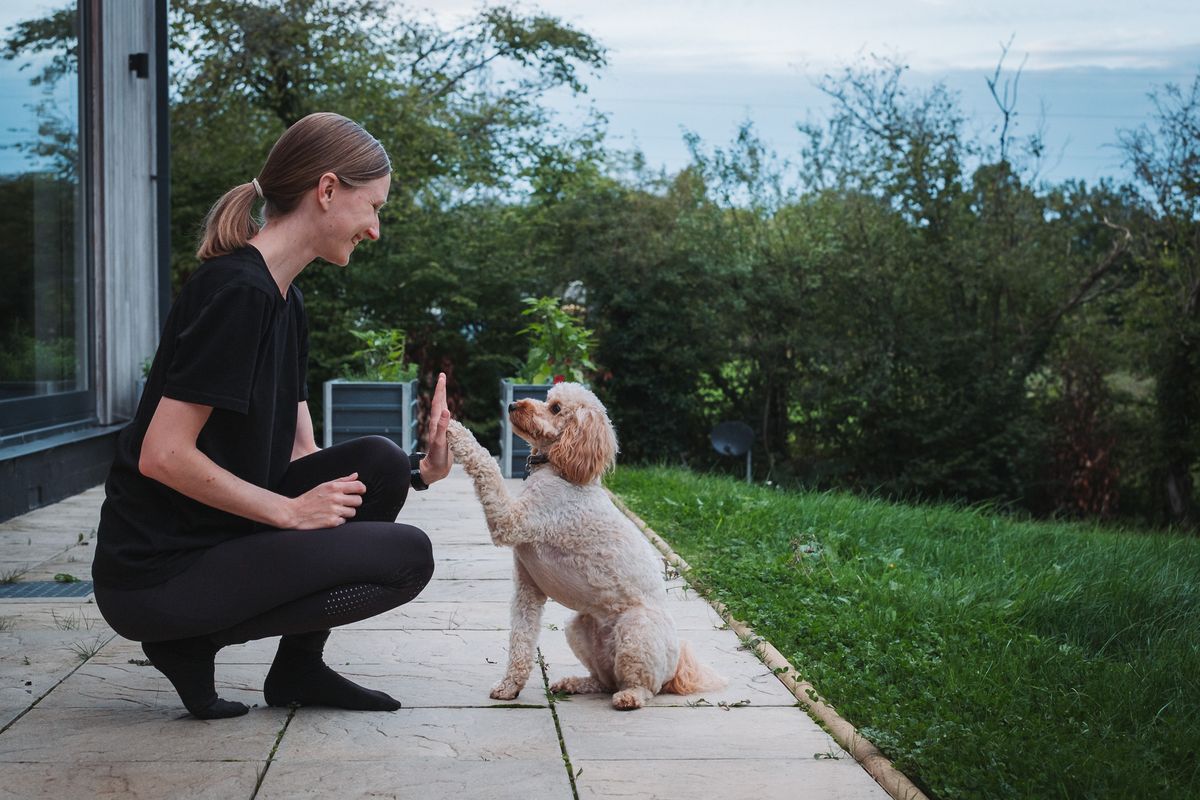 Our dog sitting essentials | Chris & Suze Go Walkies